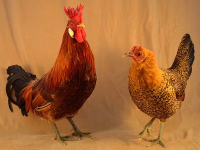 Sicilian Buttercup Chickens - Breed Profile - Backyard Poultry